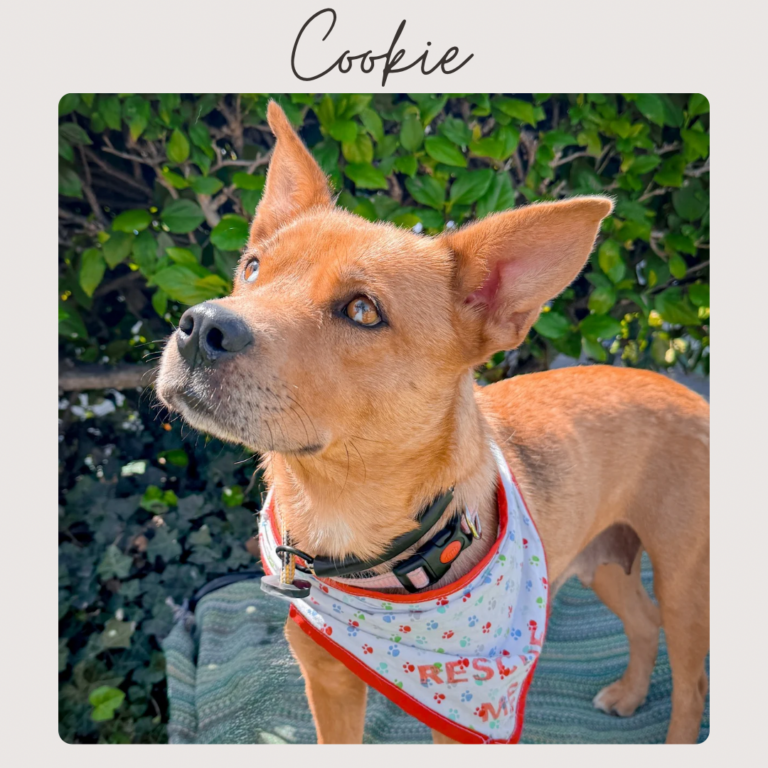 Available Dogs - Promise 4 Paws