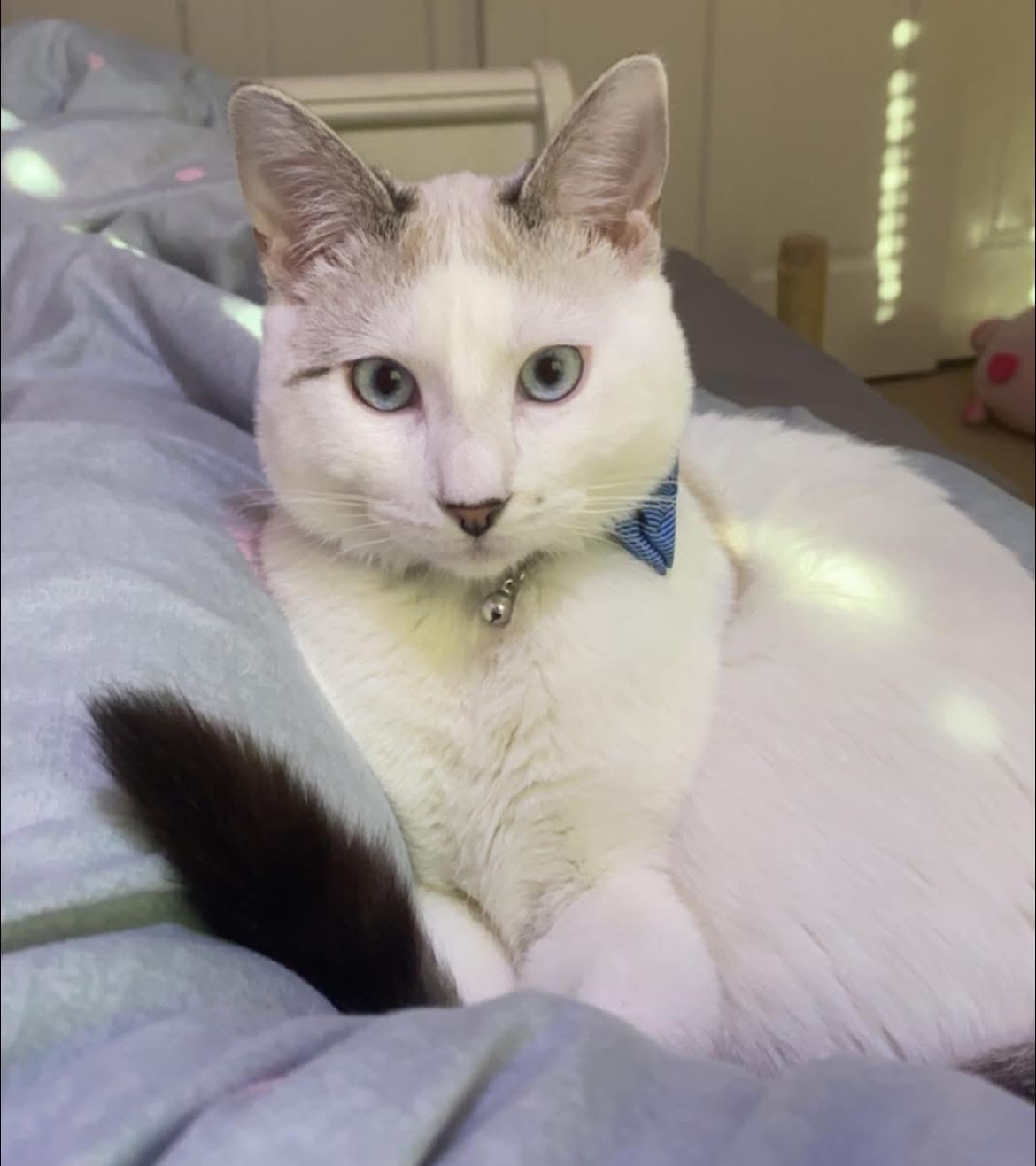 NEVINS - Promise 4 Paws