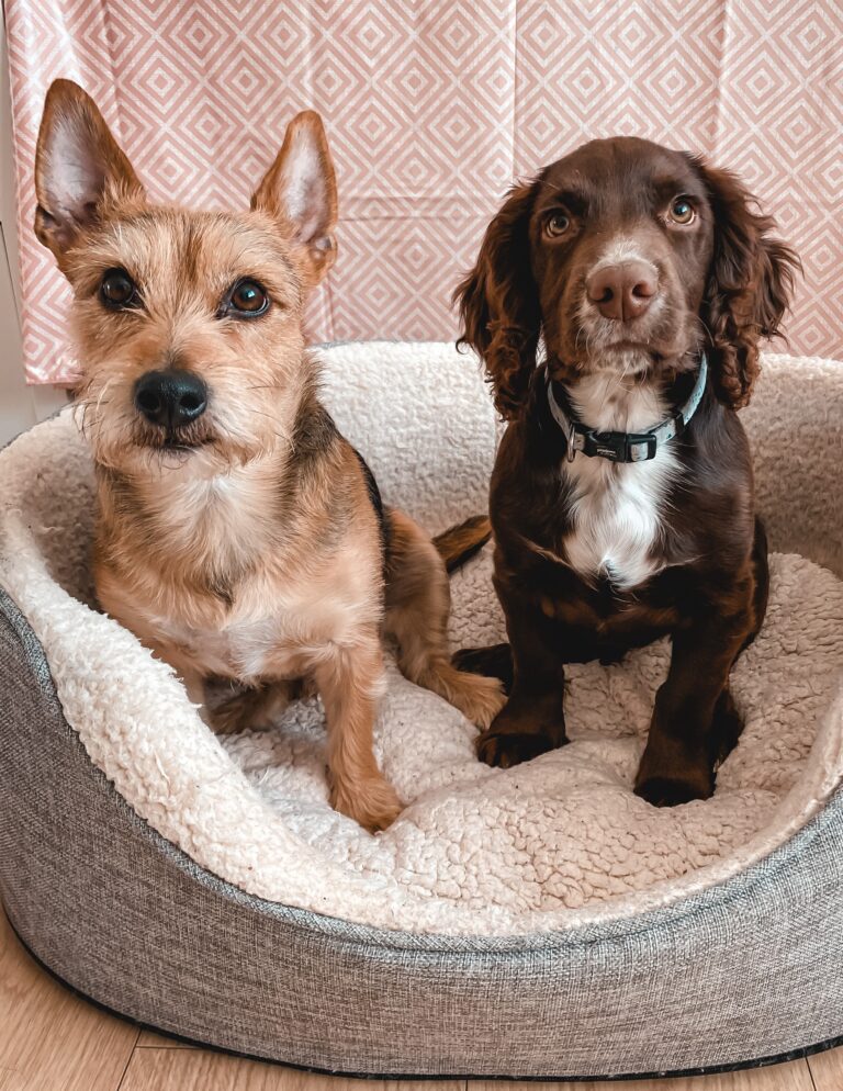 Is Fostering Right For Me? - Promise 4 Paws