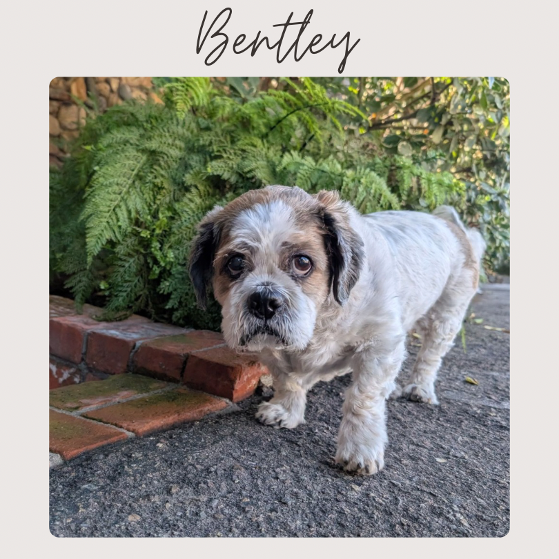 BENTLEY - Promise 4 Paws