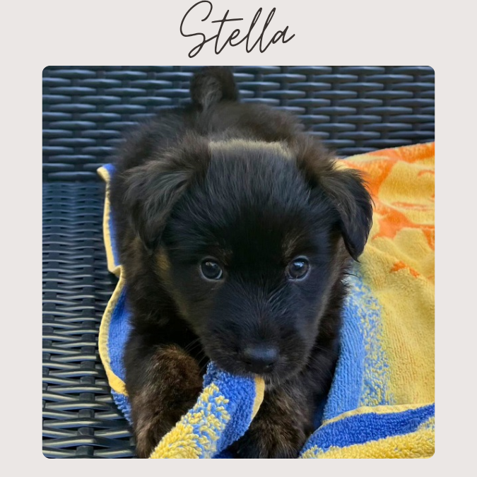 STELLA - Promise 4 Paws